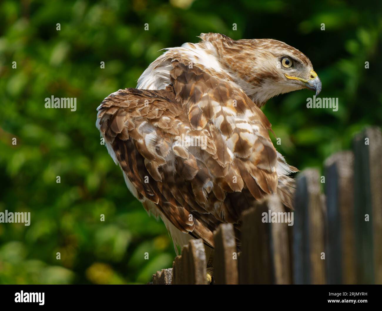Red Tailed Hawk, sitting on fence by field scanning for prey. Fishers ...