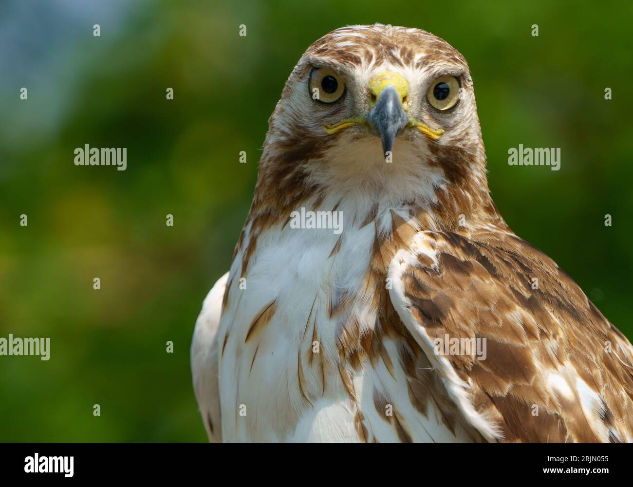 Red Tailed Hawk, sitting on fence by field scanning for prey. Fishers ...