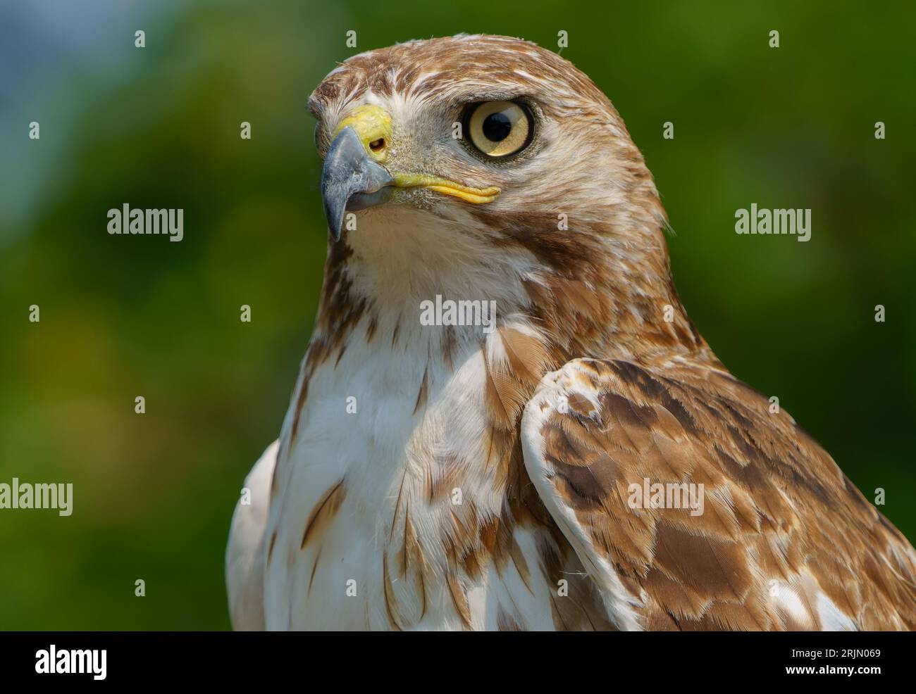 Red Tailed Hawk, sitting on fence by field scanning for prey. Fishers ...
