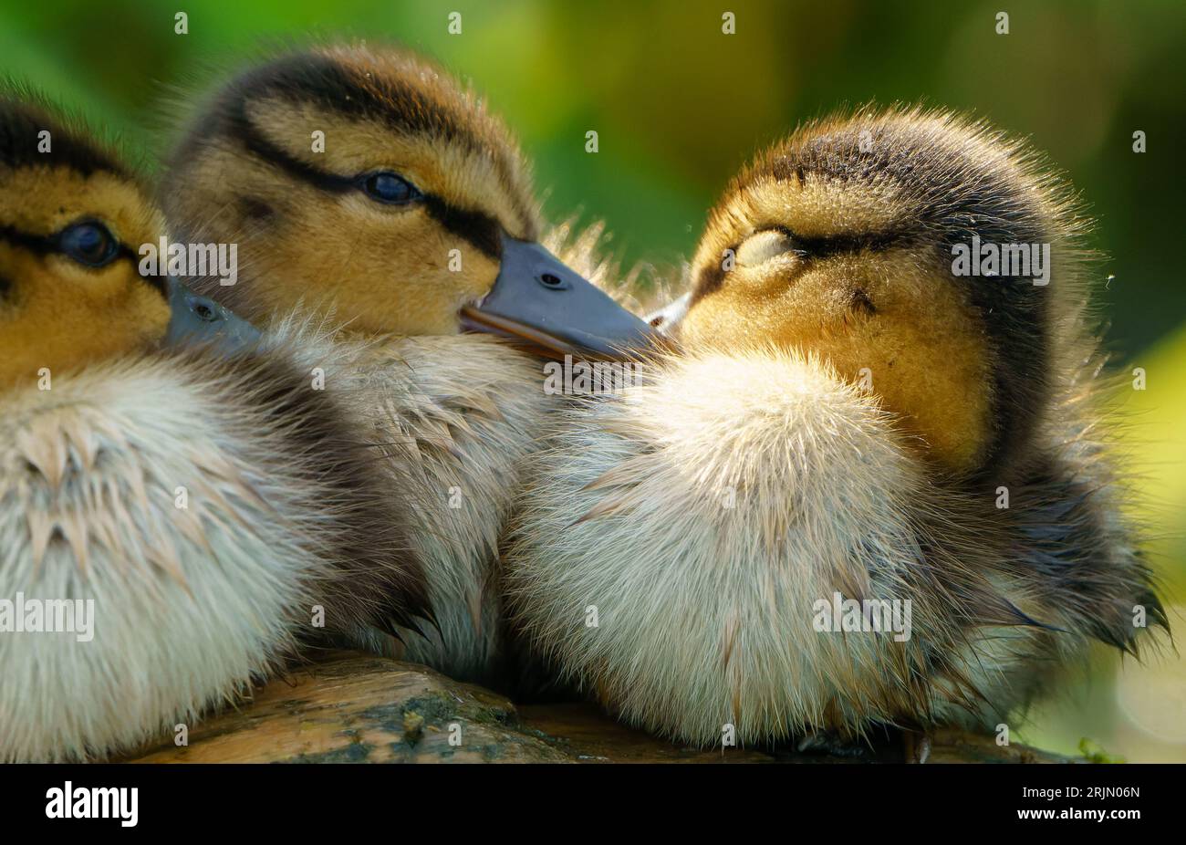 Ducklings foraging and sleeping along shore of reservoir. Geist ...