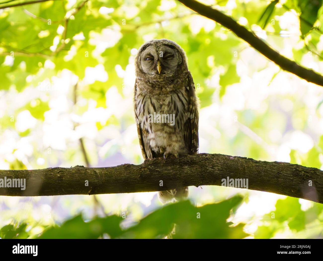 Curious Juvenile Barred Owl sitting in a forest scanning the floor for ...