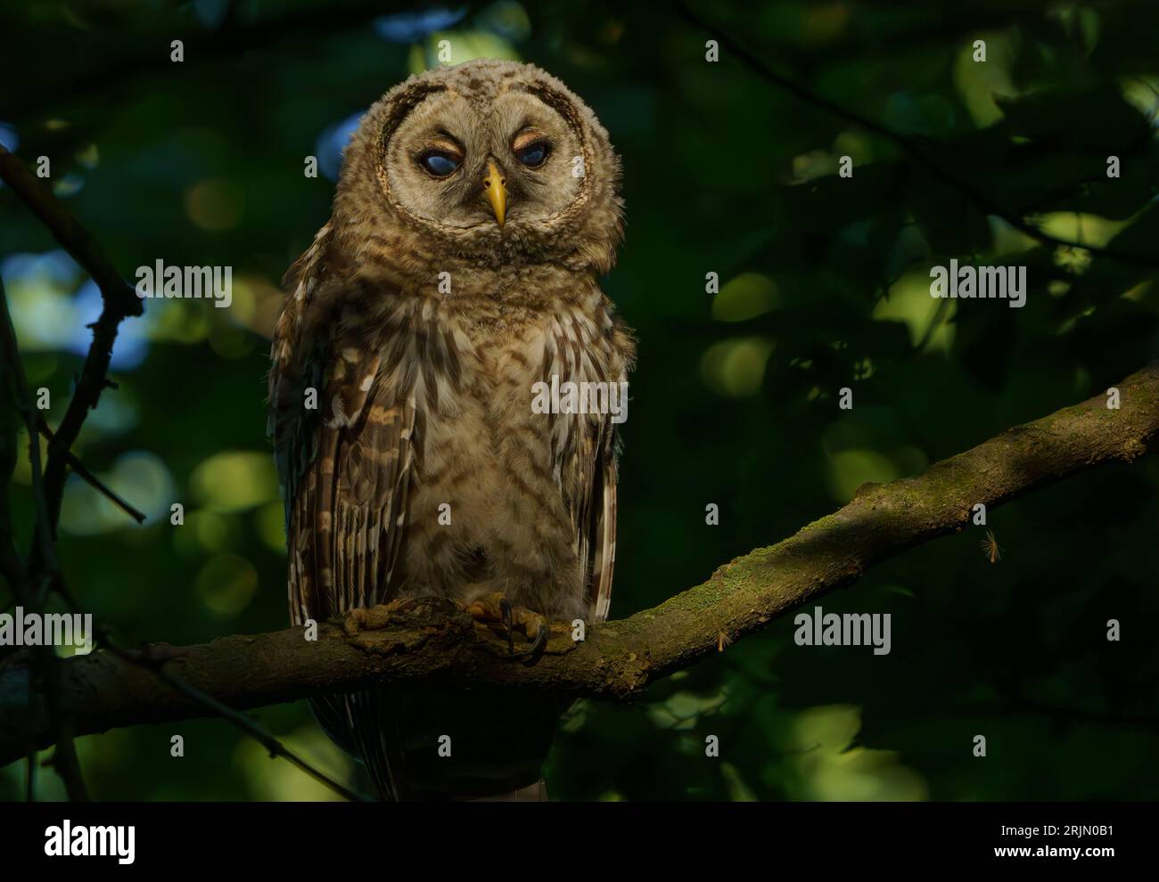 Curious Juvenile Barred Owl sitting in a forest scanning the floor for ...