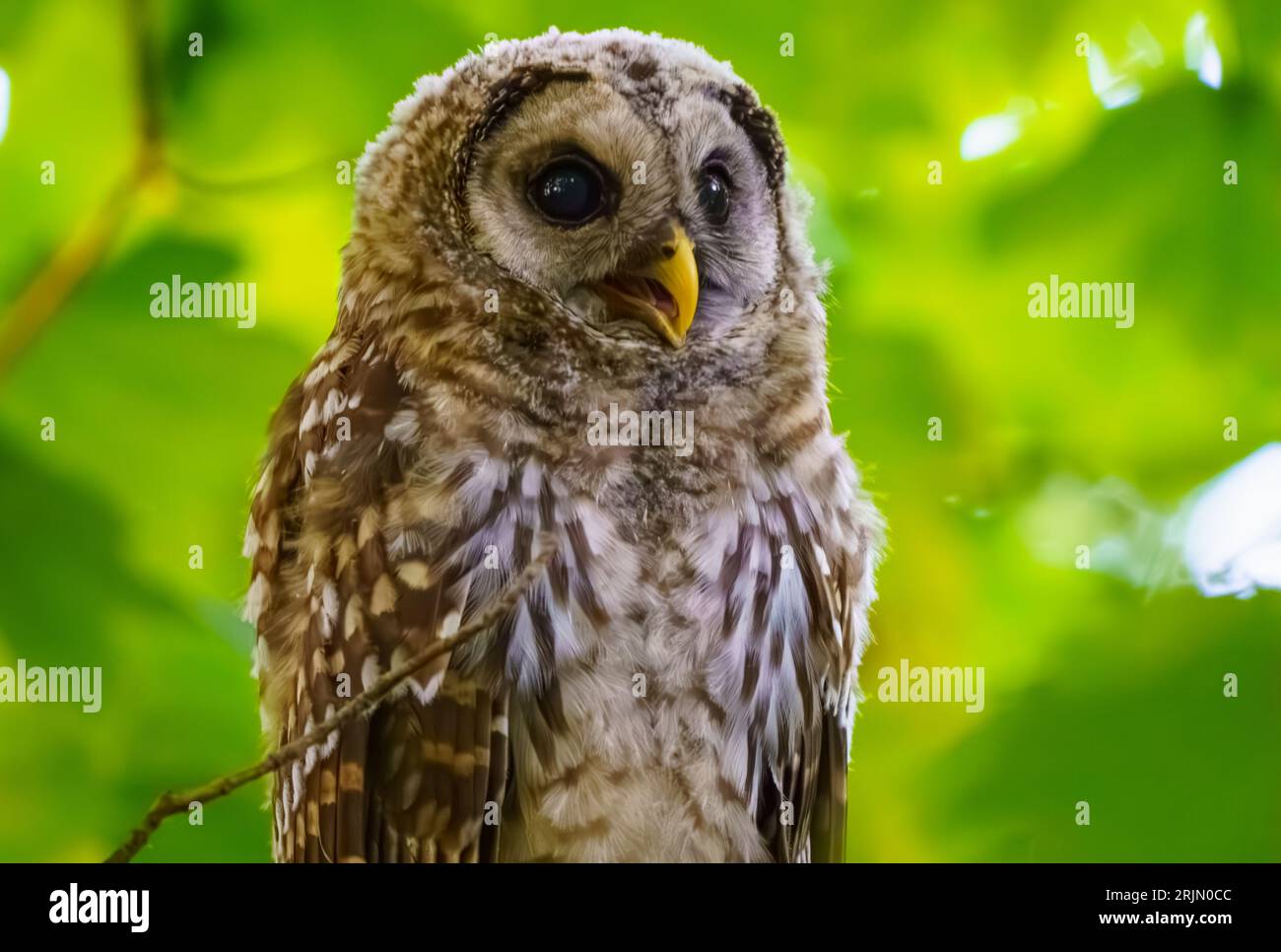 Curious Juvenile Barred Owl sitting in a forest scanning the floor for ...