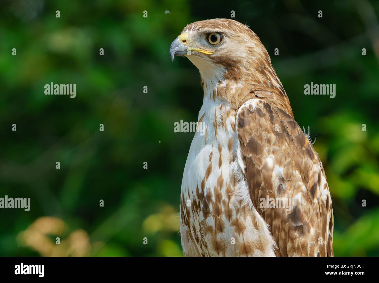Red Tailed Hawk, sitting on fence by field scanning for prey. Fishers ...
