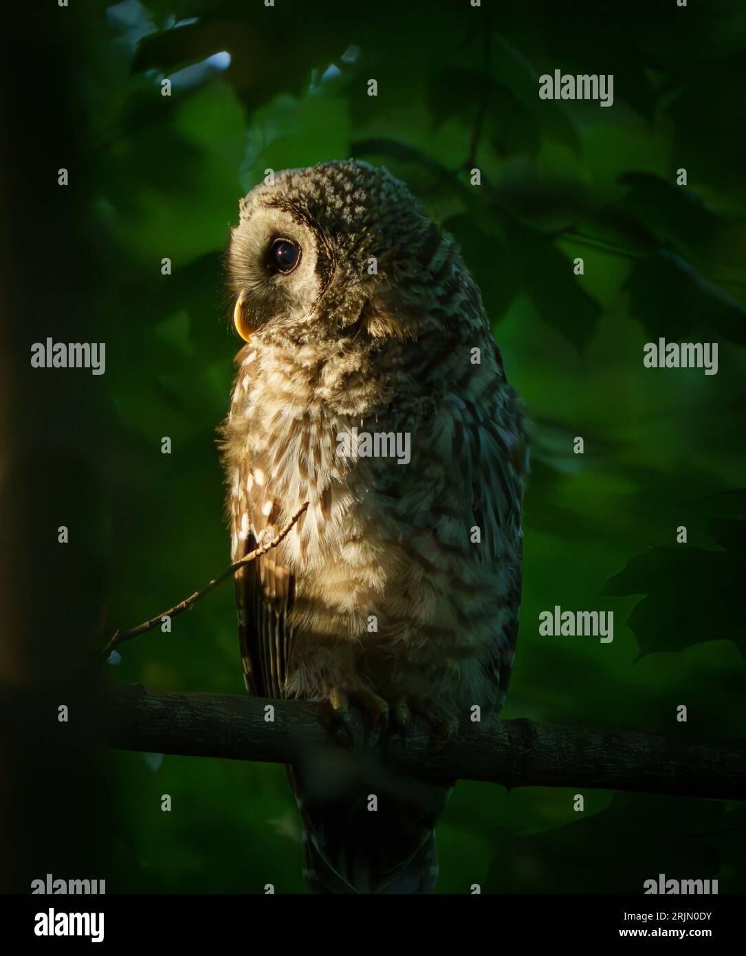 Curious Juvenile Barred Owl sitting in a forest scanning the floor for ...