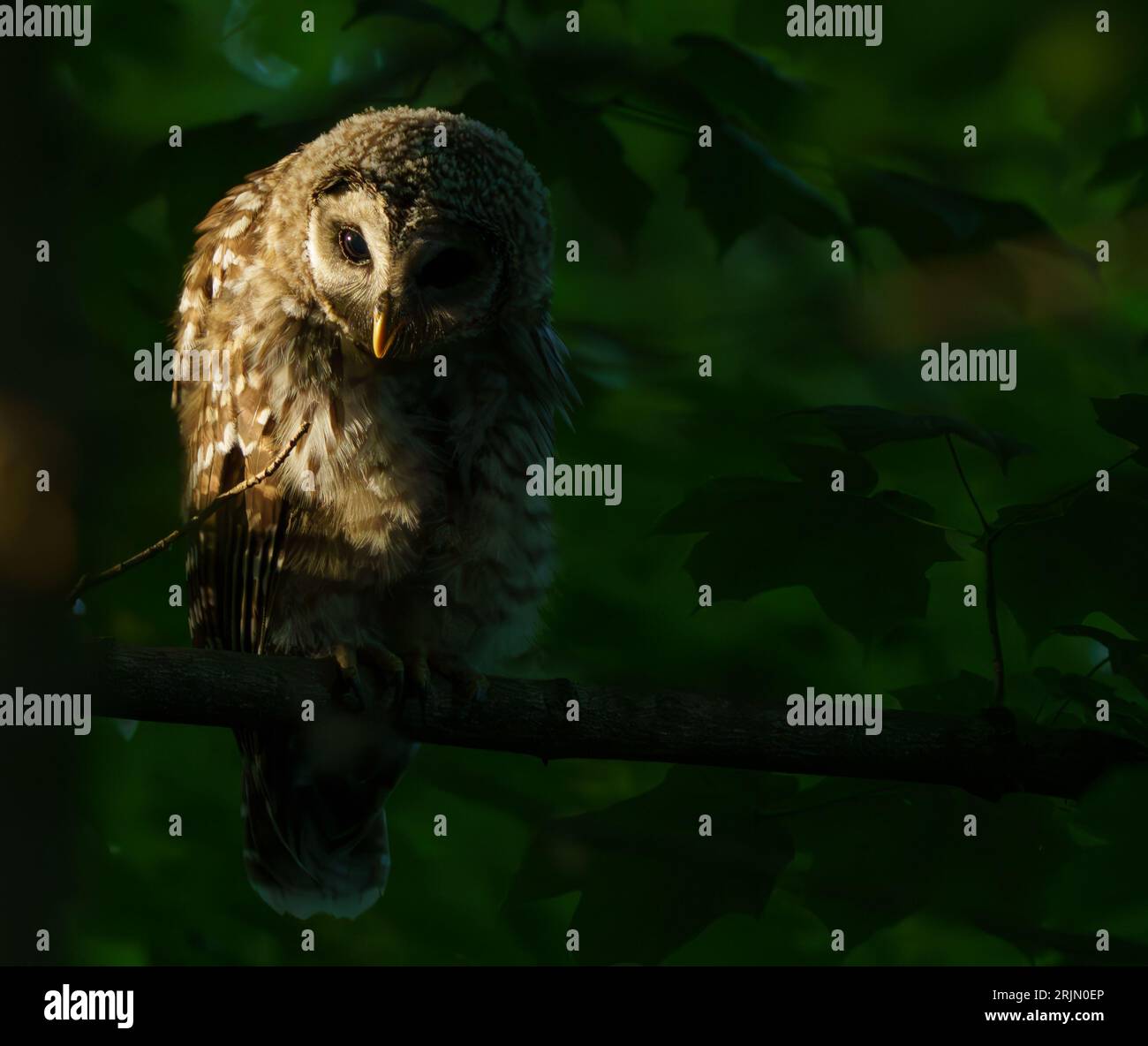 Curious Juvenile Barred Owl sitting in a forest scanning the floor for ...