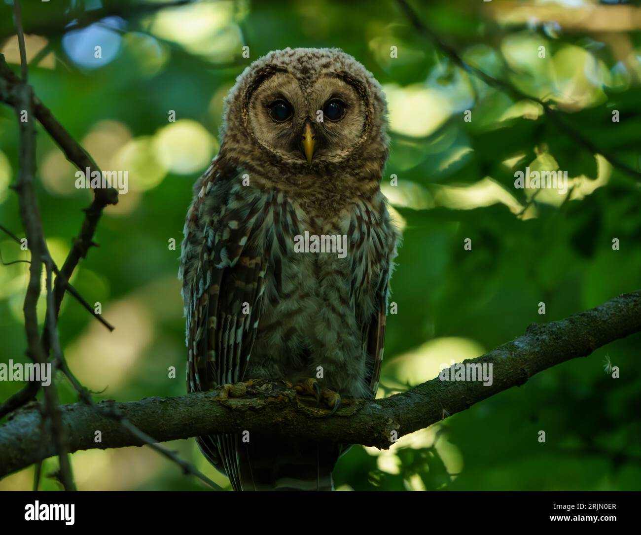 Curious Juvenile Barred Owl sitting in a forest scanning the floor for ...