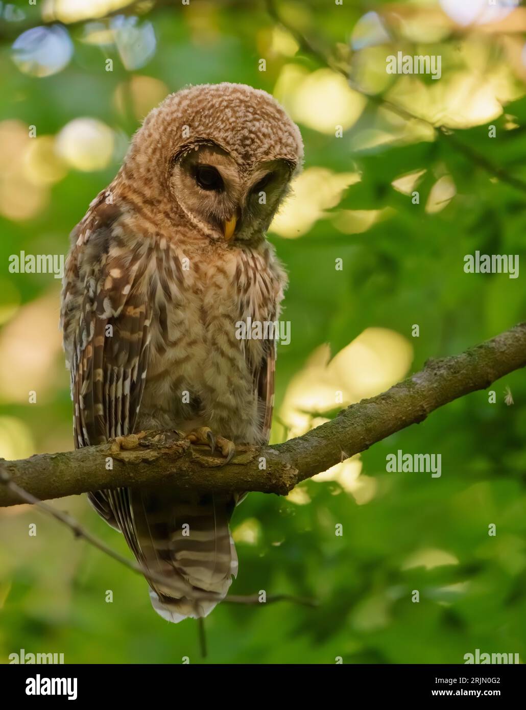 Curious Juvenile Barred Owl sitting in a forest scanning the floor for ...