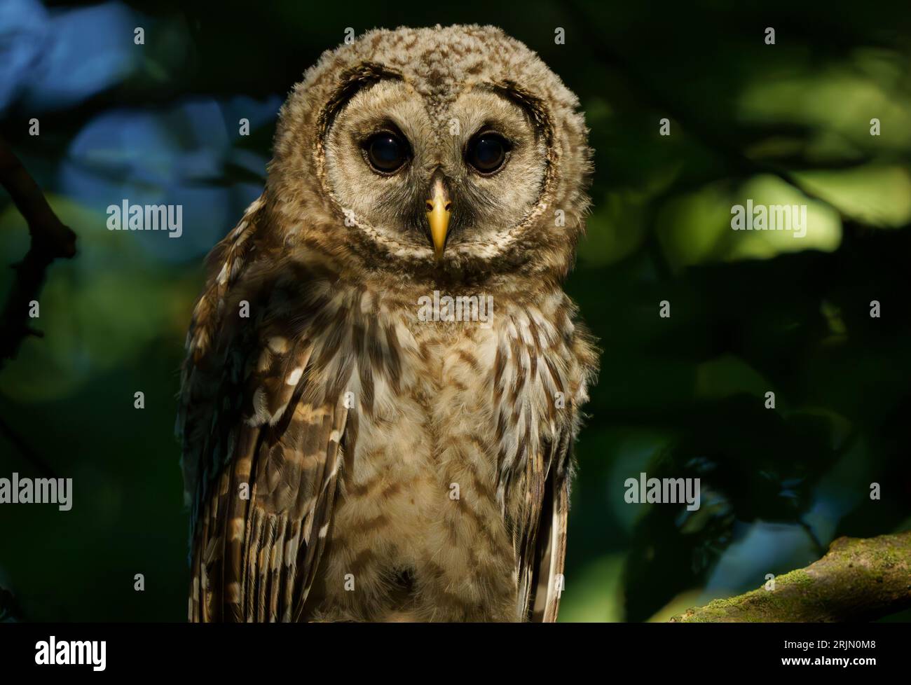 Curious Juvenile Barred Owl sitting in a forest scanning the floor for ...