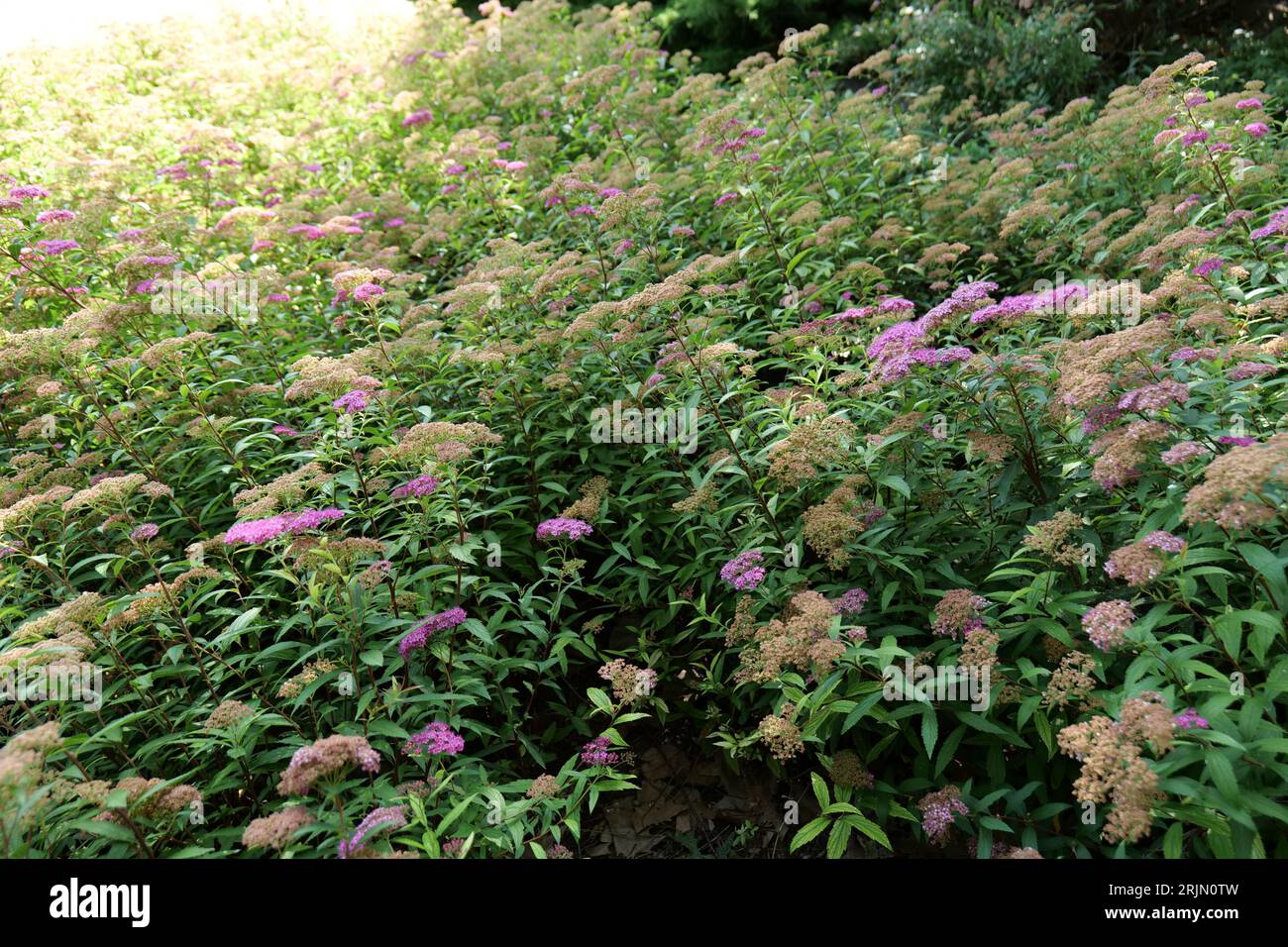Spiraea japonica, the Japanese meadowsweet or Japanese spiraea, is a ...