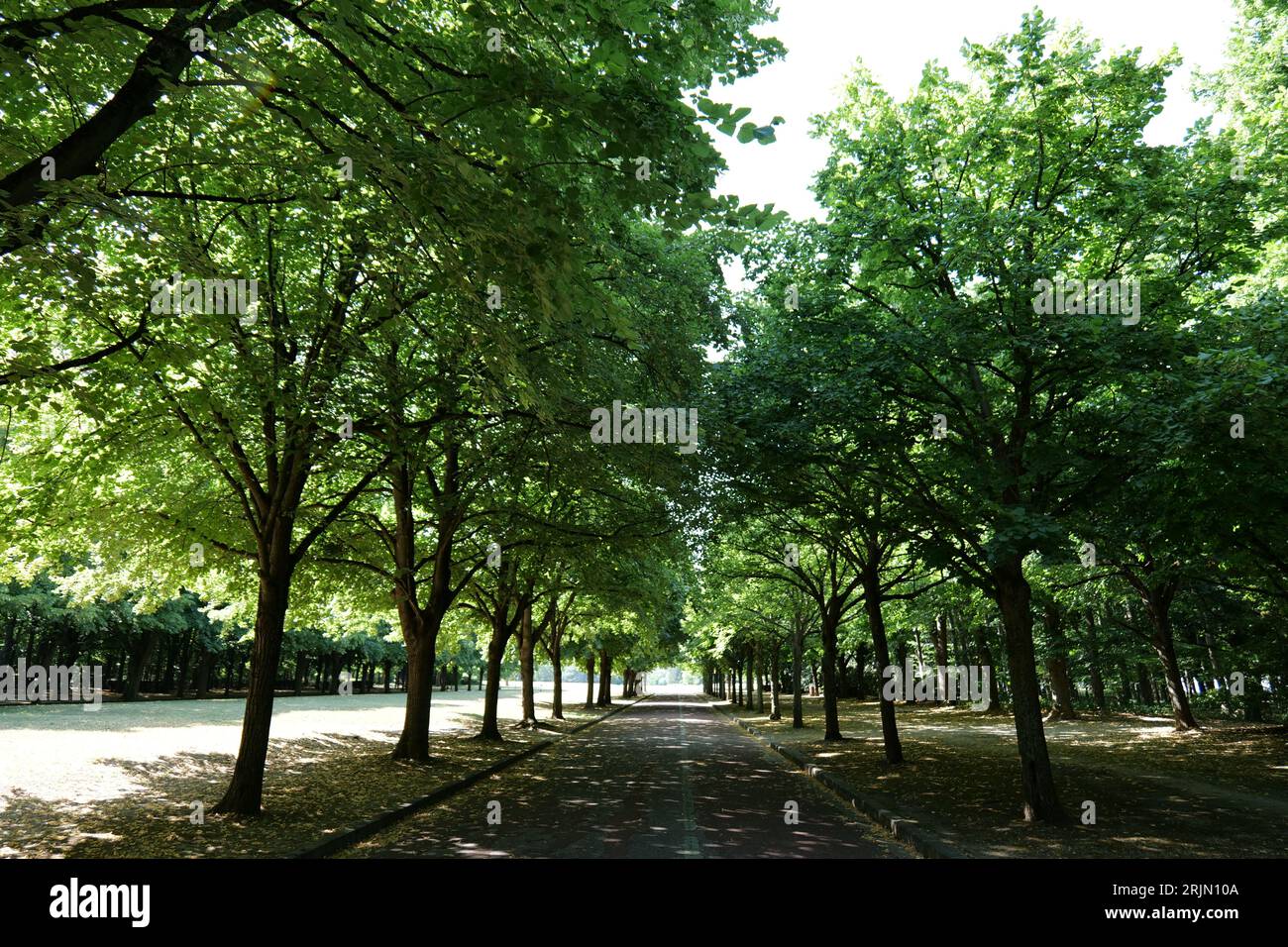 the two lines of trees and beautiful nature Stock Photo - Alamy