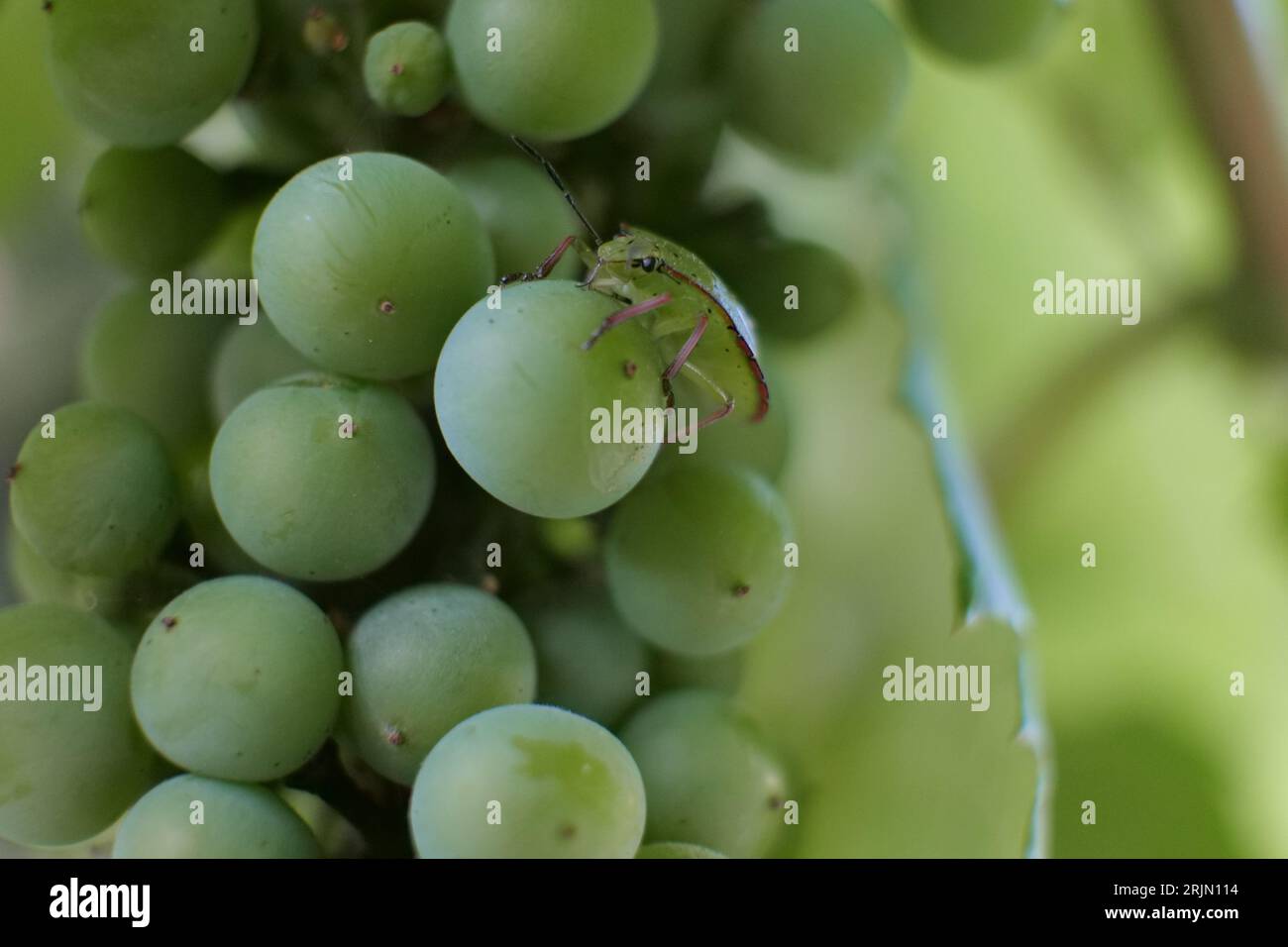 The Southern Green Stink Bug, also known as Nezara viridula, species of ...
