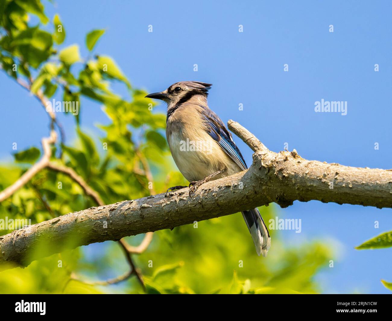 Blue jay in fir tree hi-res stock photography and images - Alamy