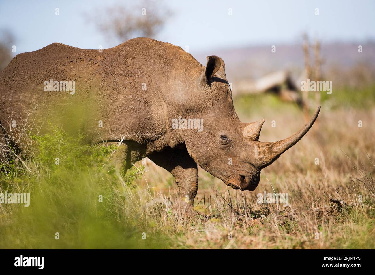 Rhino conservation initiatives hi-res stock photography and images - Alamy