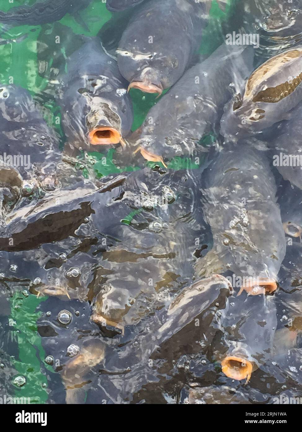 Large school of fish shimmering hi-res stock photography and images - Alamy