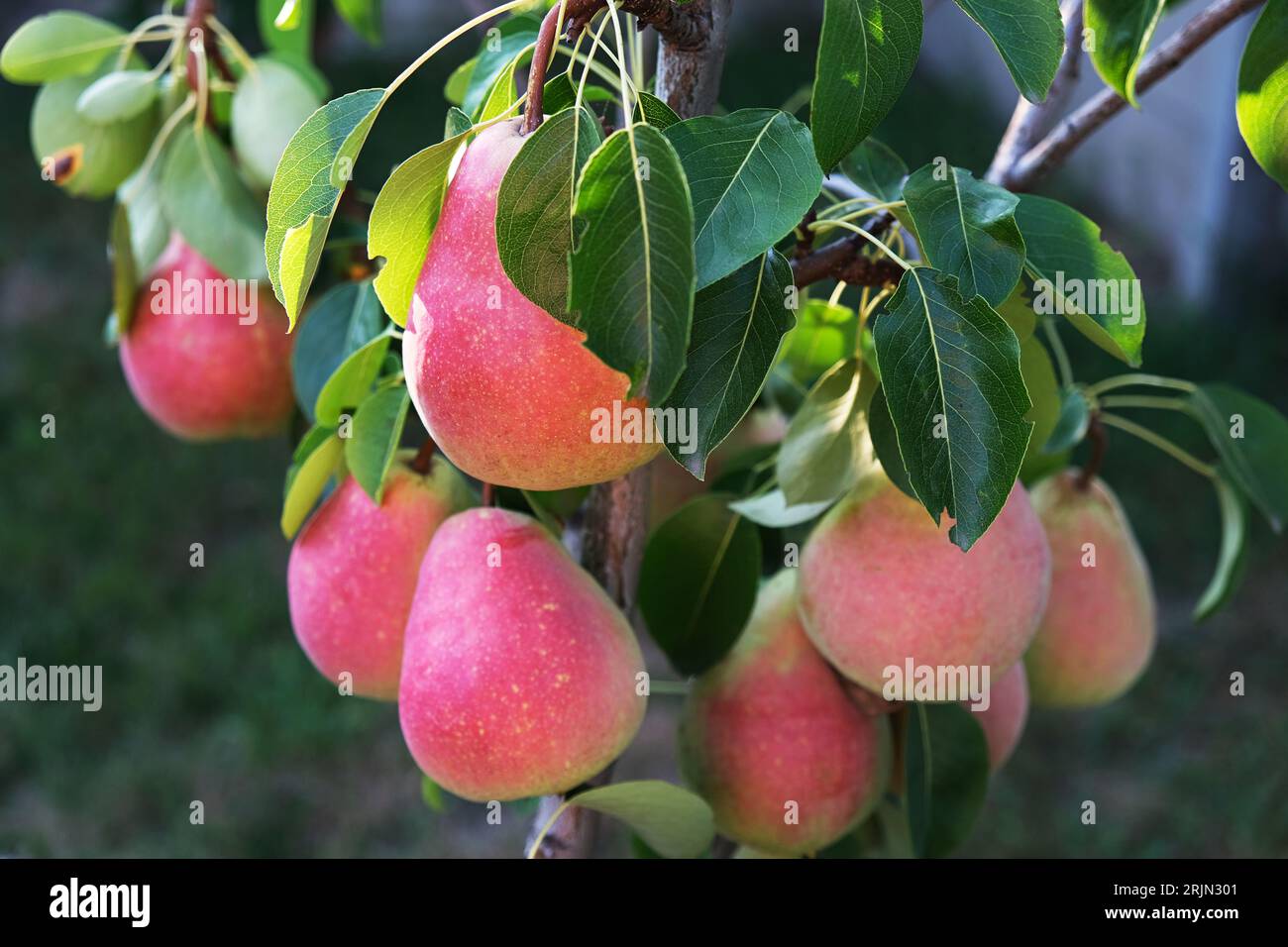 Tree orchard illustration hi-res stock photography and images - Alamy