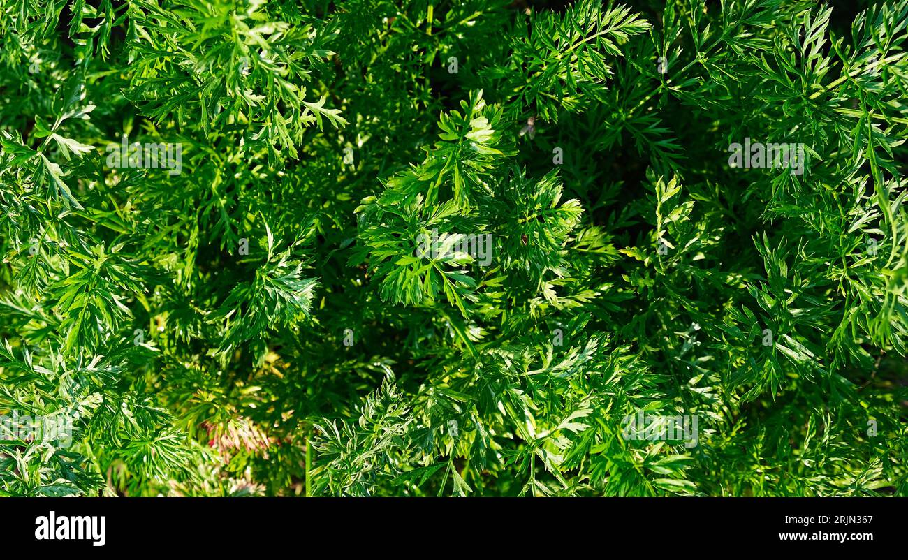 Green background, texture from carrot leaves Stock Photo - Alamy