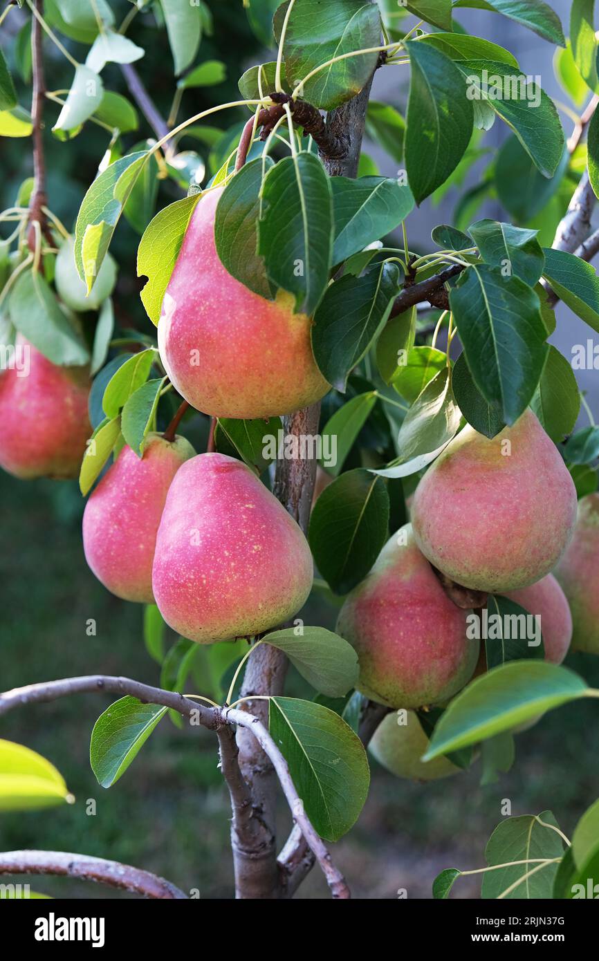 Tree orchard illustration hi-res stock photography and images - Alamy