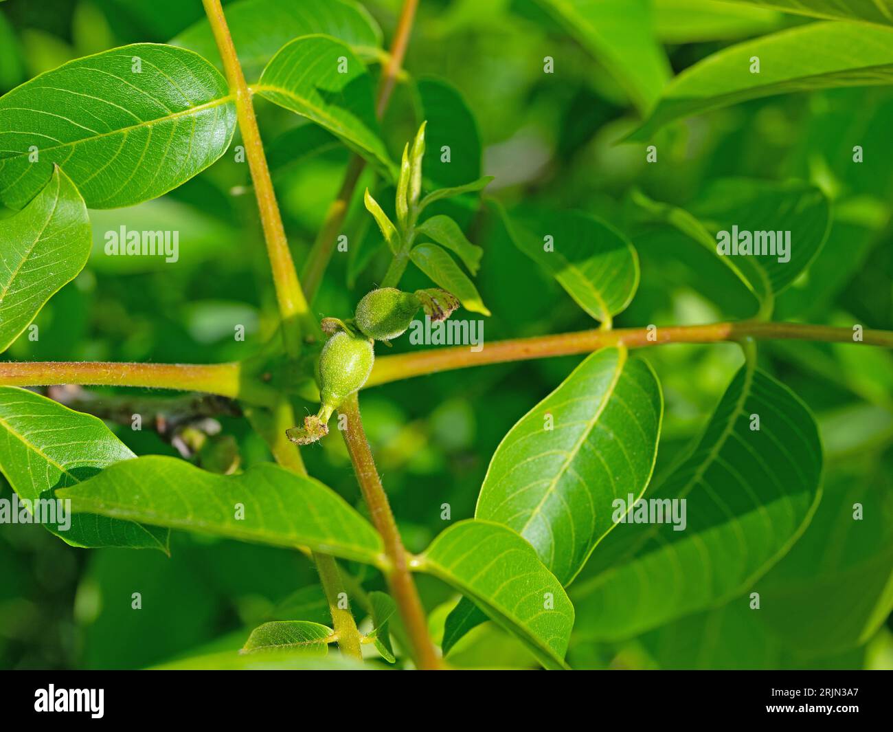 Female flowers from walnut tree in spring Stock Photo - Alamy