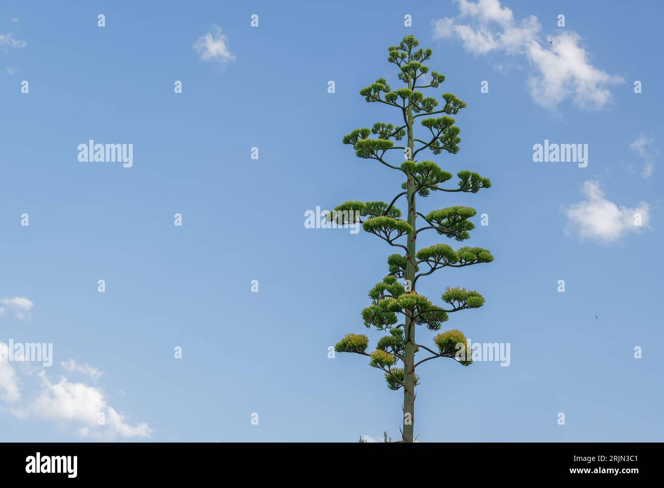 Flower of the pita plant, Agave americana, with a blue sky with clouds ...