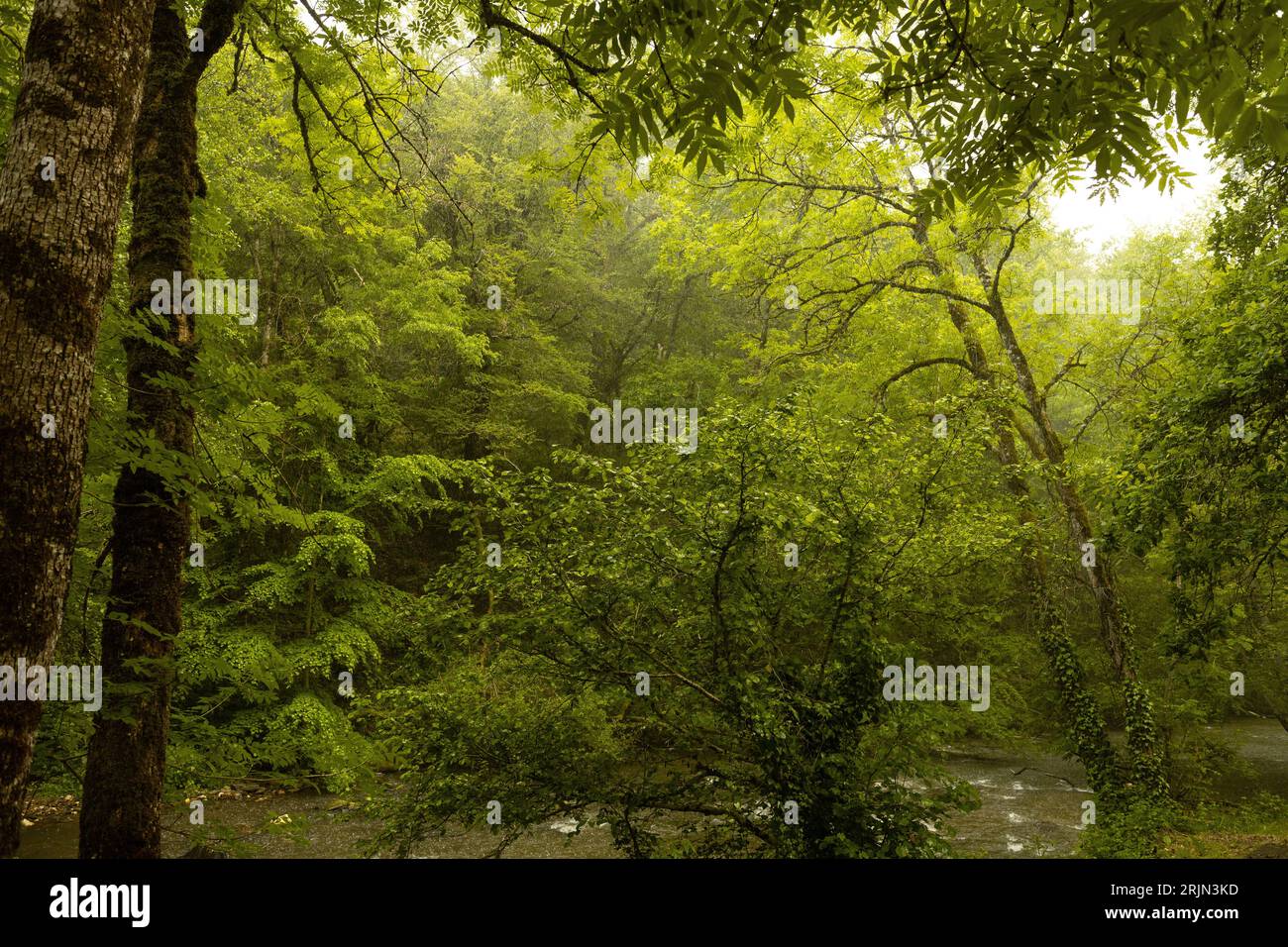 A lush forest landscape with winding streams and gentle rainfall ...