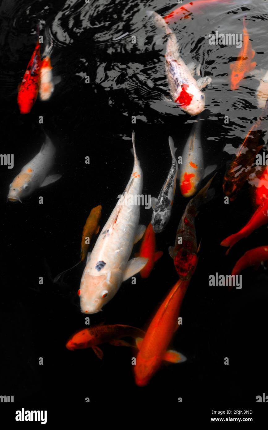 A vibrant school of koi fish swimming in a tranquil pond filled with ...