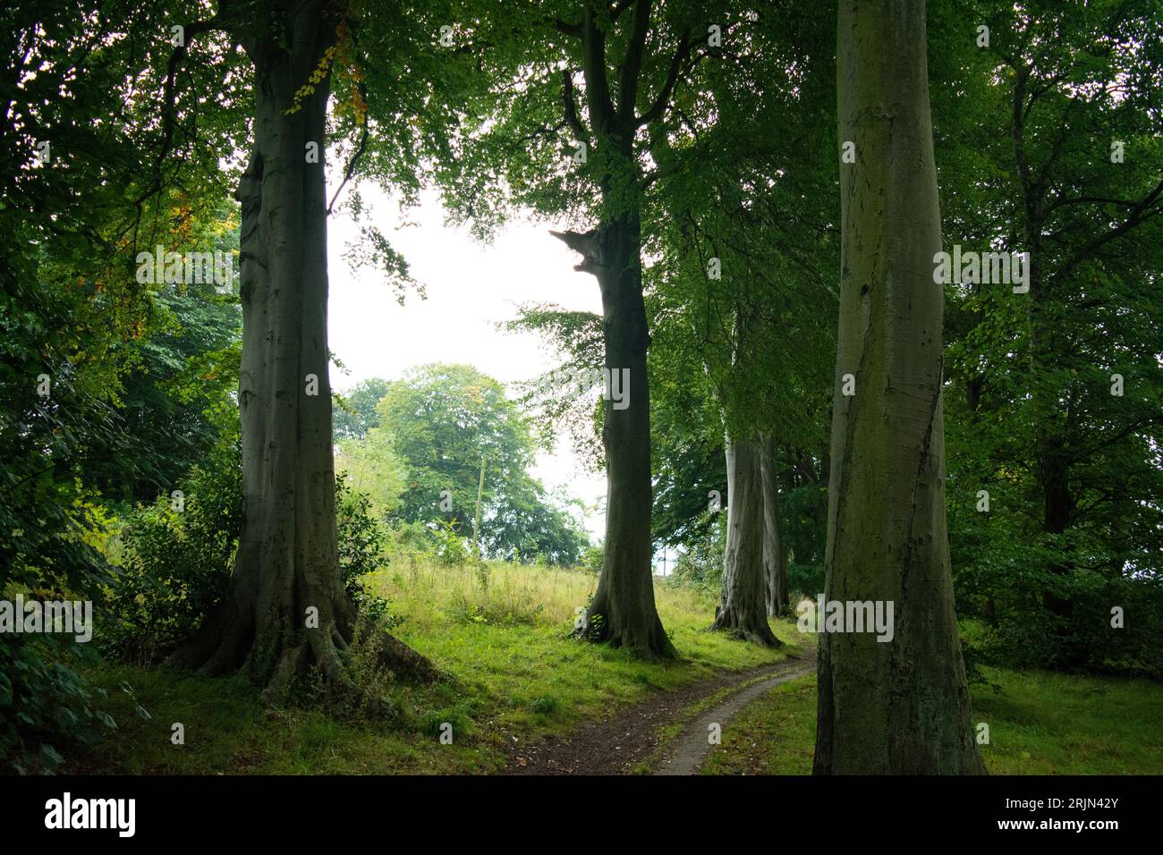 Trees in a forest, split by a path, with a soft glow peeking in from ...
