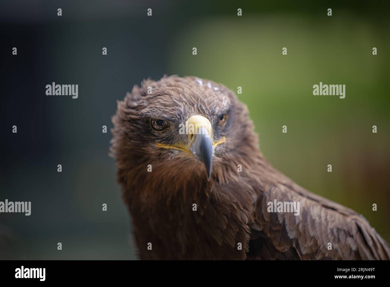 A close-up shot of a mature golden eagle with a blurry background Stock ...