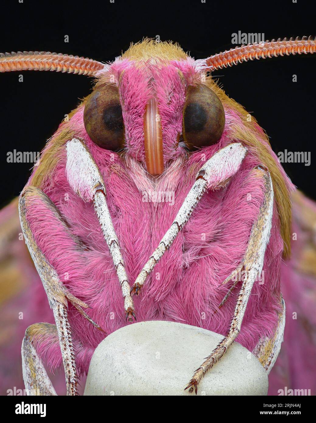 Portrait of the underside of a pink moth with brown eyes and white legs ...