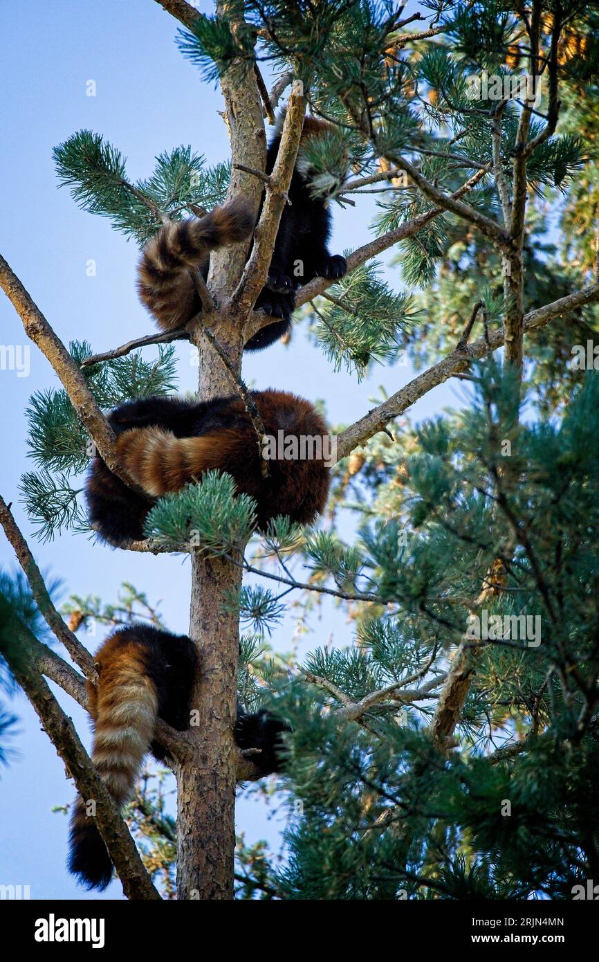 Red Pandas Calgary Zoo Alberta Stock Photo - Alamy