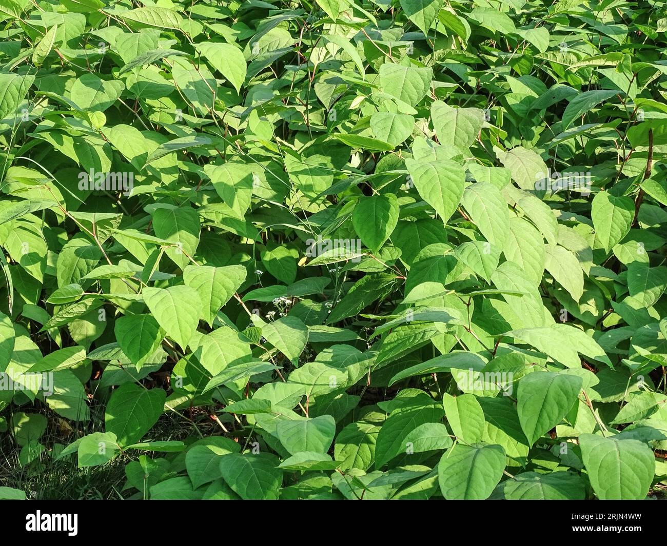 Japanese knotweed plants in the summer. Reynoutria japonica Stock Photo ...