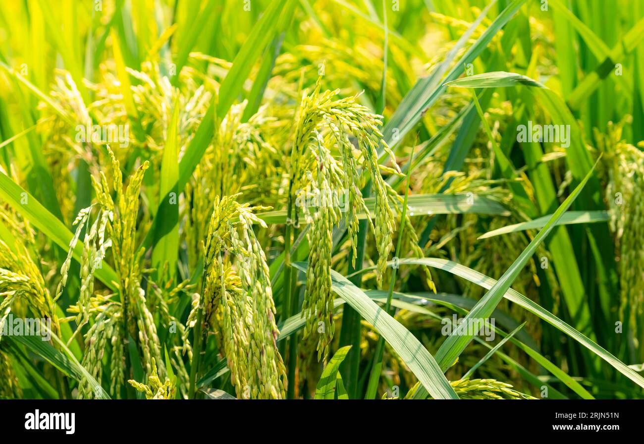Green rice paddy field. Rice plantation. Organic jasmine rice farm in ...