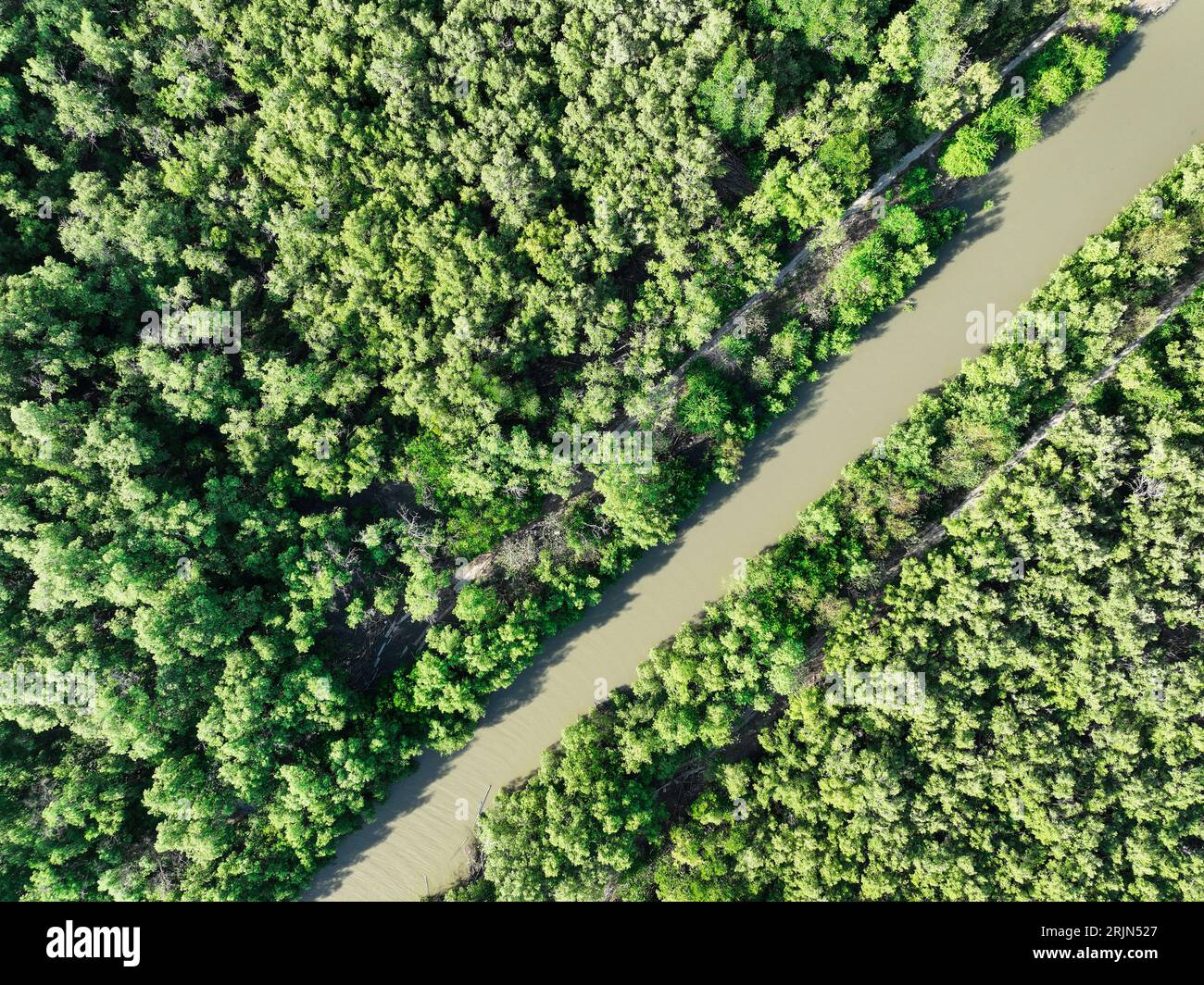 Green mangrove forest with canal of sea water. Mangrove ecosystem ...