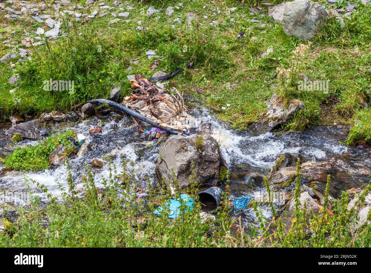 Garbage and animal carcass in a river. Kazbegi, Georgia Stock Photo - Alamy