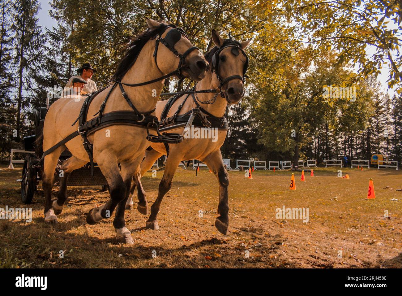 Two white horses pulling a plow in a green pasture surrounded by trees ...