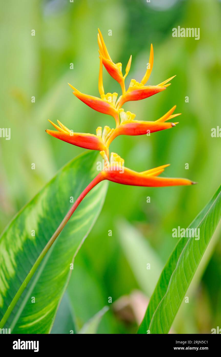 Crane Flower (Strelitzia Stock Photo - Alamy