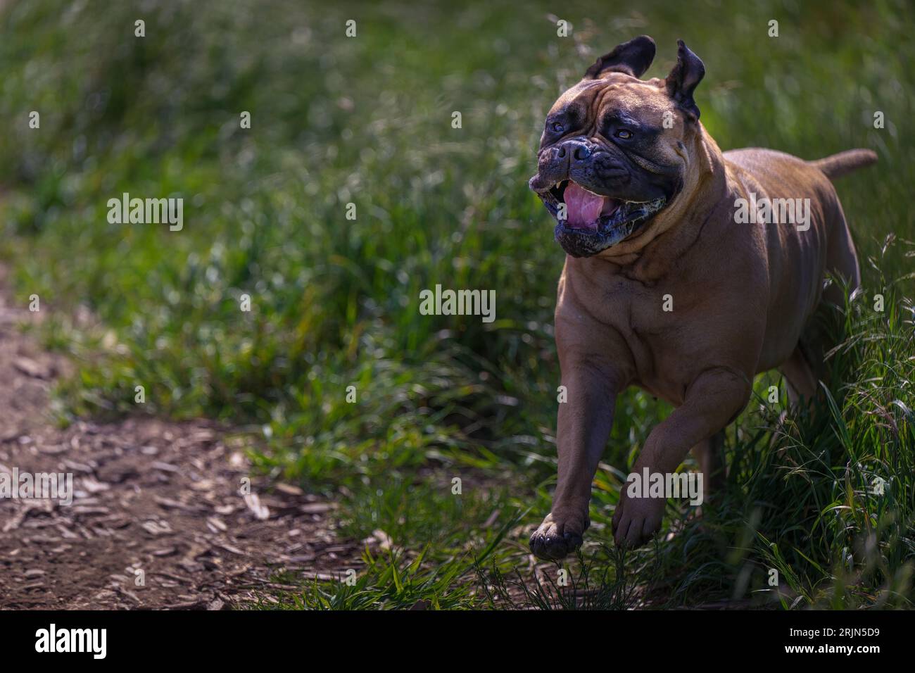 Fawn bullmastiff hi-res stock photography and images - Alamy