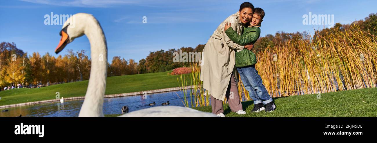 Hugging swan hi-res stock photography and images - Alamy