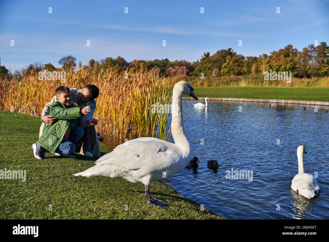 bonding, cheerful african american woman hugging boy, white swans in ...