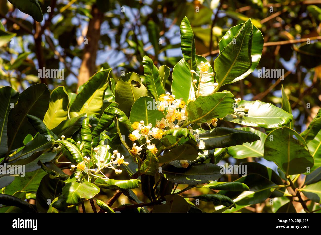 Calophyllum inophyllum flower and green leaf, a large evergreen plant ...