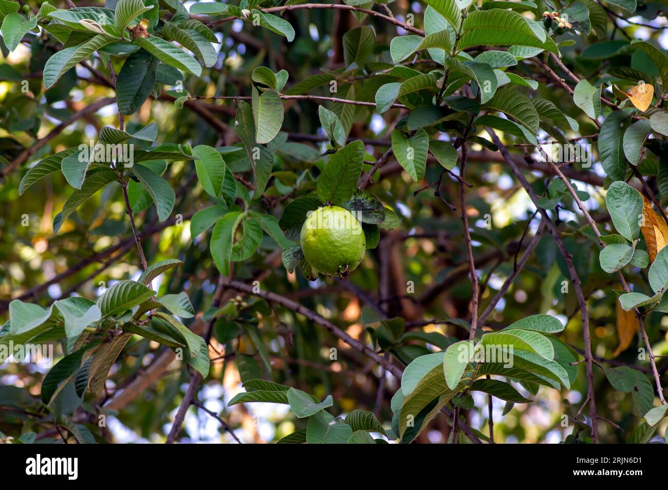 Jambu biji, fresh guava fruit (Psidium guajava) hanging on the tree ...