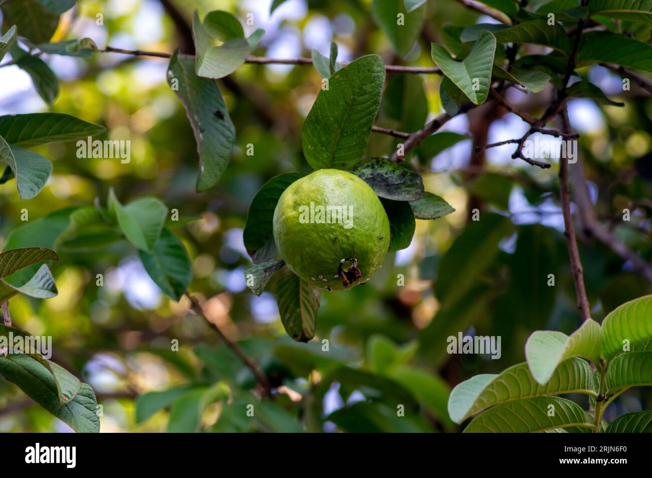 Tree guava hi-res stock photography and images - Alamy