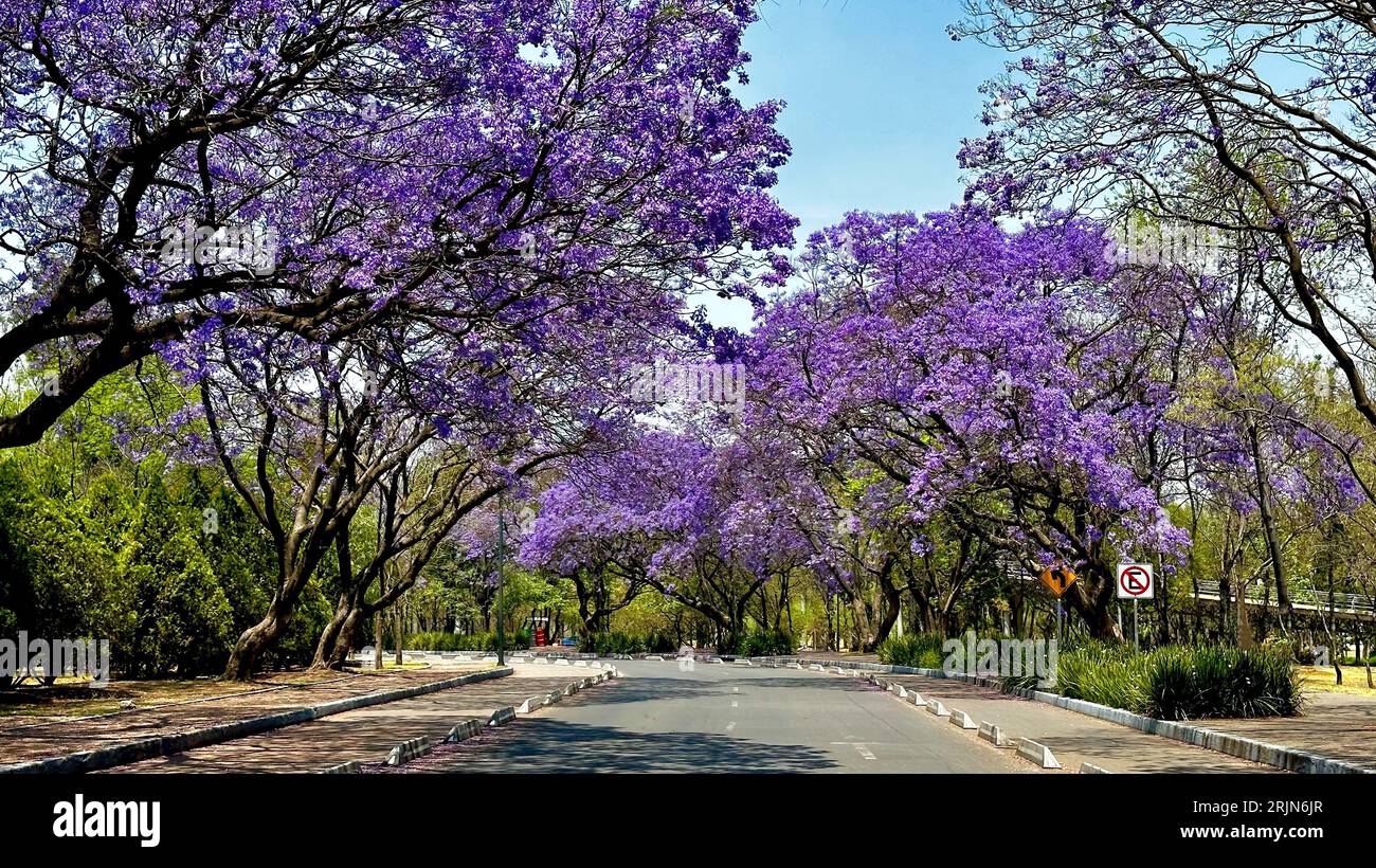 A scenic country road with a colorful display of purple jacaranda trees ...