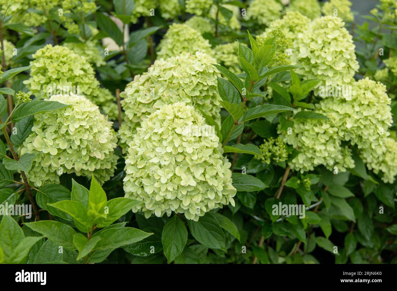Hydrangea paniculata sort Limelight: hydrangea paniculata blooms on the ...