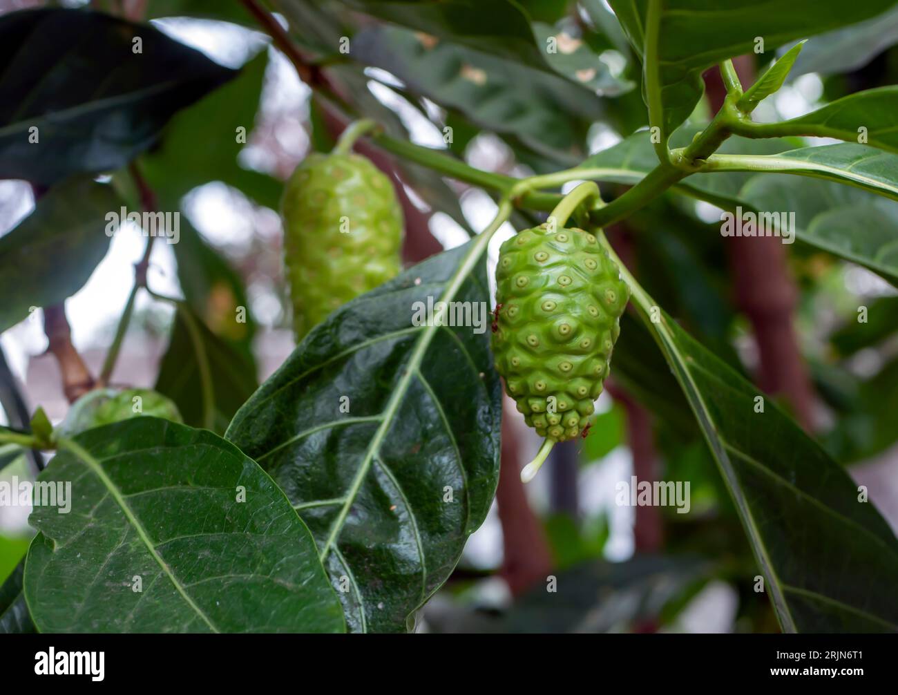 Mengkudu, ripe Noni fruit (Morinda citrifolia), also called a ...