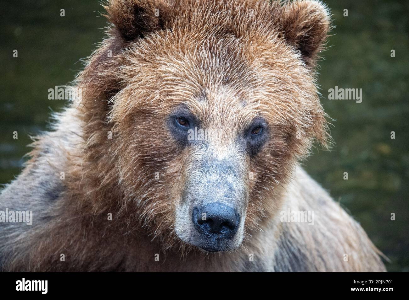 A high resolution stock photo of a wild bear in its natural habitat ...