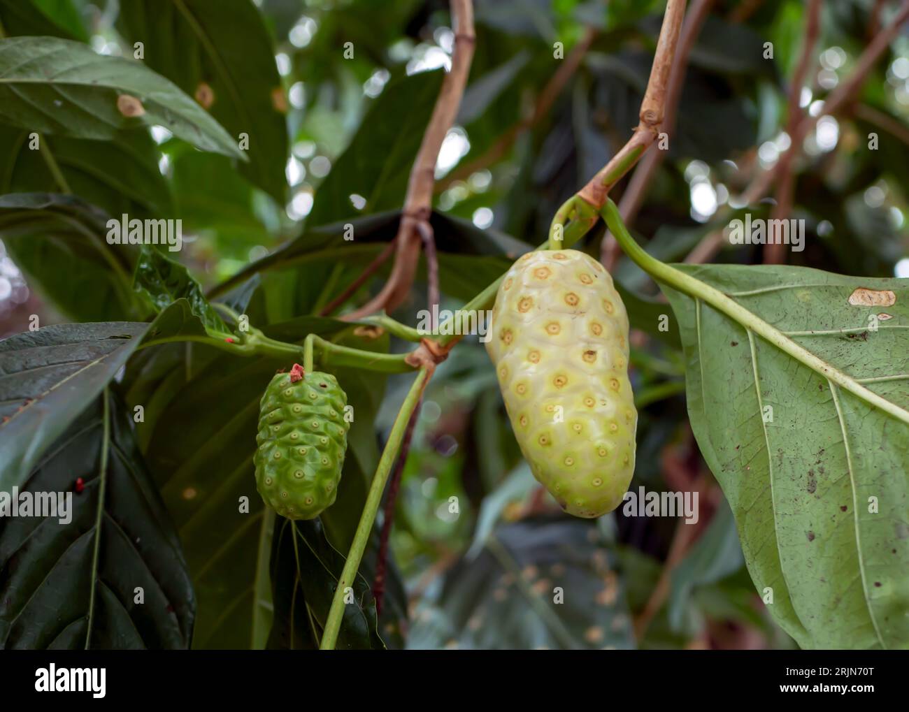 Mengkudu, ripe Noni fruit (Morinda citrifolia), also called a ...