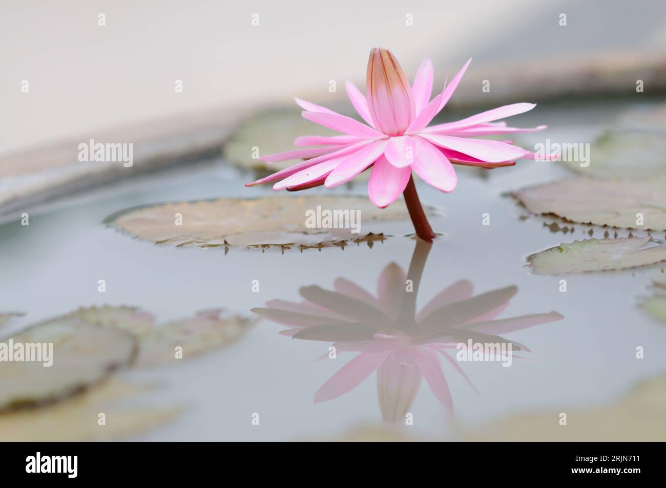 Pink Water Lily Stock Photo - Alamy