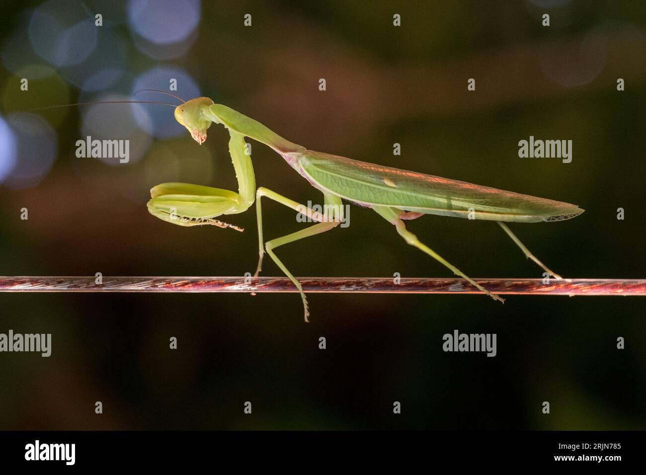 Praying mantises hi-res stock photography and images - Alamy