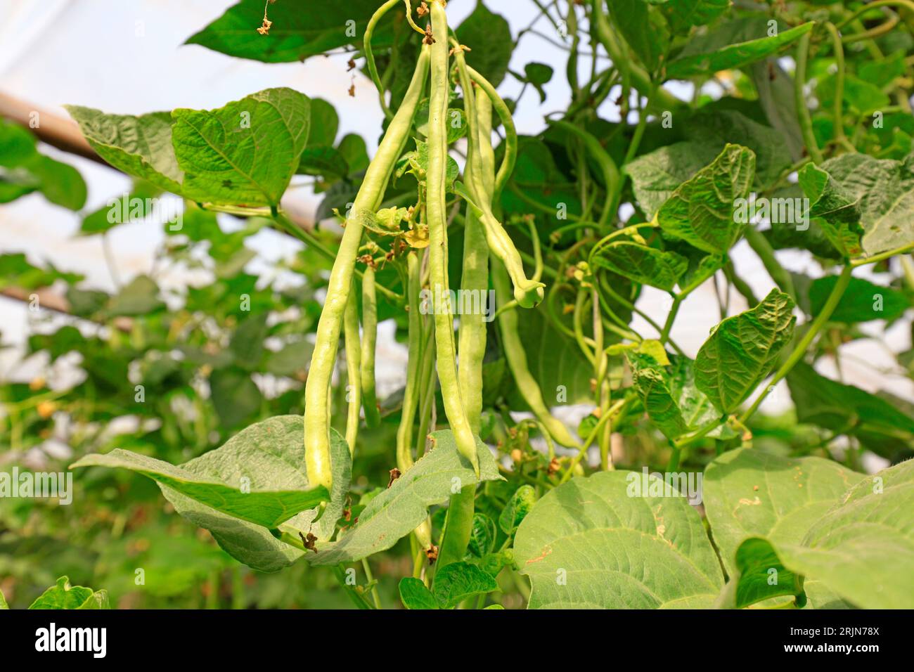 Bean plant phaseolus seedling hi-res stock photography and images - Alamy